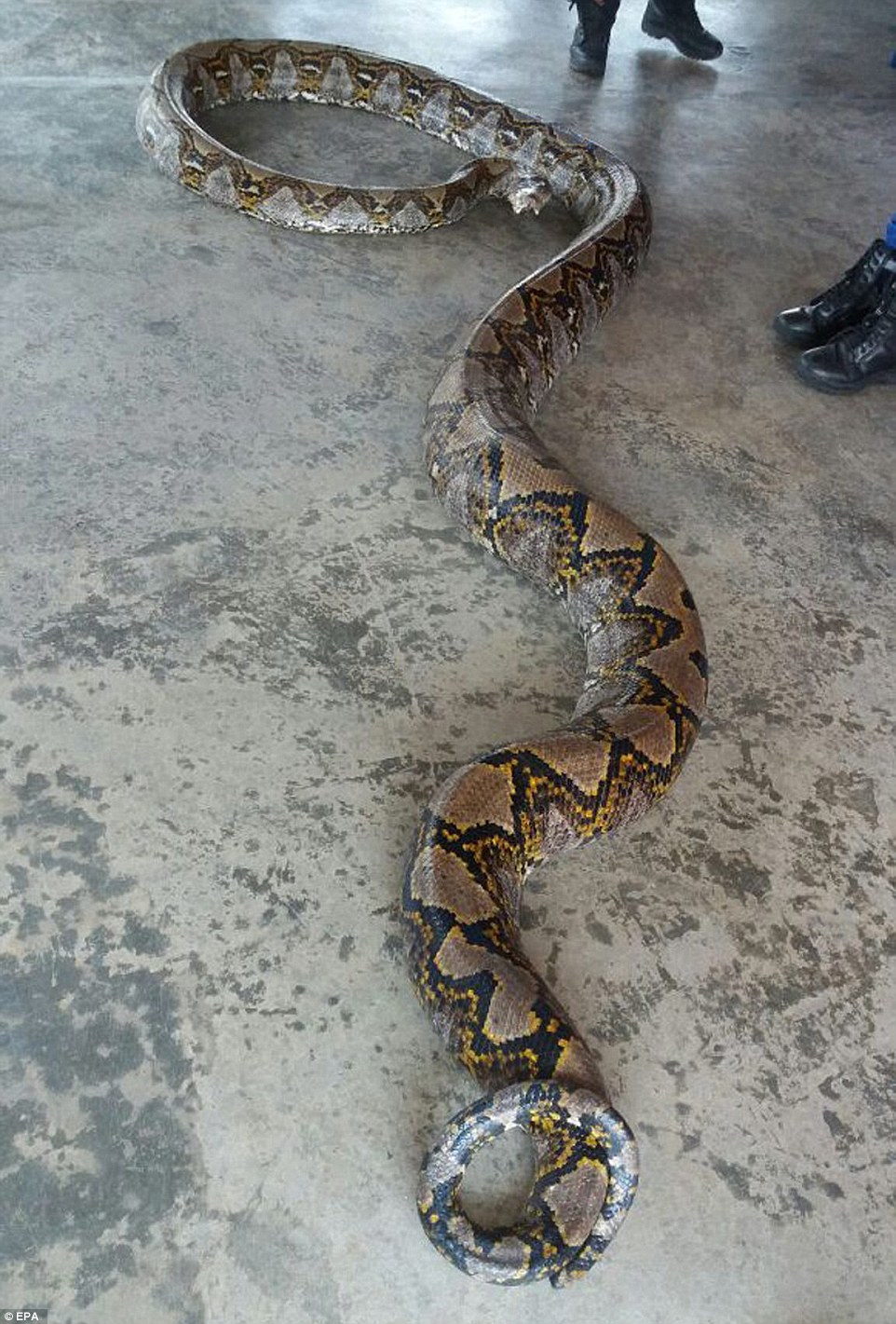  Malaysia World s Longest Python Caught In Penang Dies After Laying