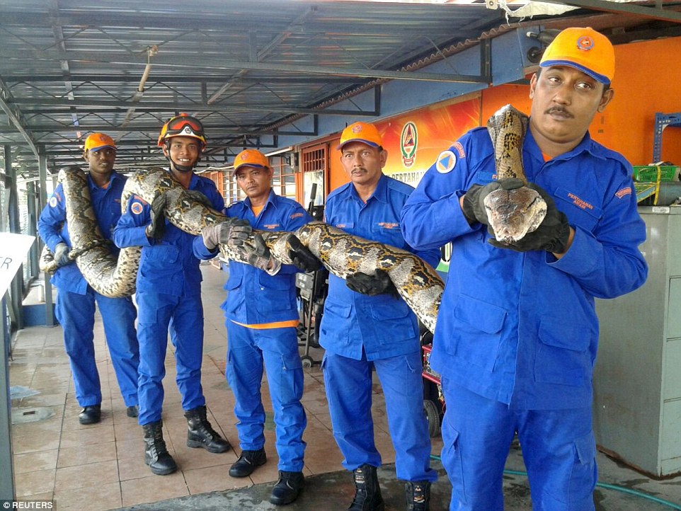  Malaysia World s Longest Python Caught In Penang Dies After Laying