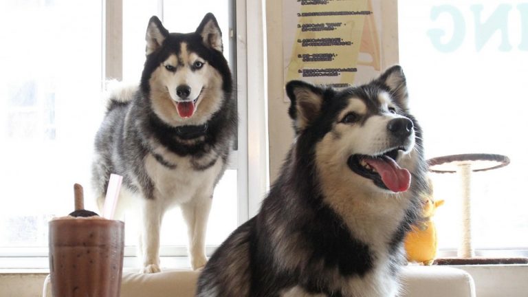 Meet Huskiss Cafe! The New Husky Cafe In Kuala Lumpur - Hype Malaysia