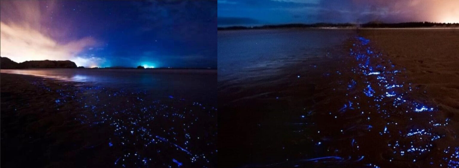 7 Locations In Malaysia Where You Can Find Blue Tears - Hype Malaysia