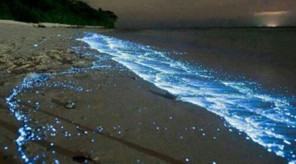 7 Locations In Malaysia Where You Can Find Blue Tears - Hype Malaysia