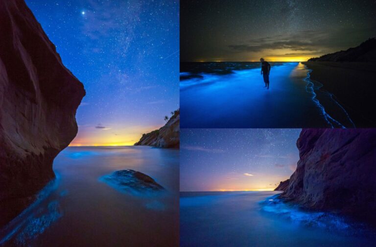 7 Locations In Malaysia Where You Can Find Blue Tears - Hype Malaysia