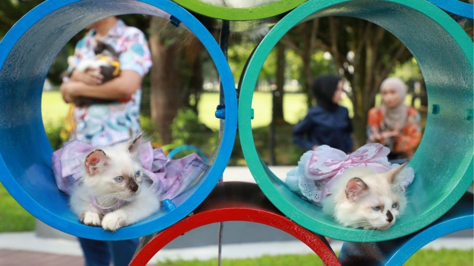 (Video) Catopia: New Stray Cat Park Opens In Shah Alam & It's Free ...