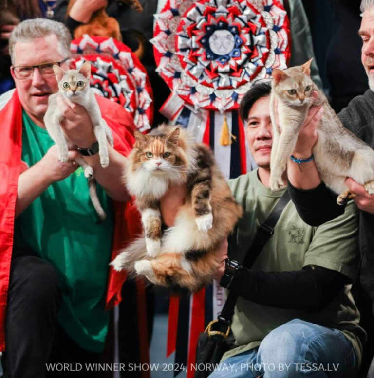 (Video) Malaysian Cat Crowned World Winner At International Cat Show ...