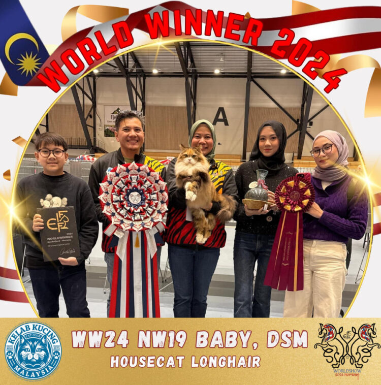 (Video) Malaysian Cat Crowned World Winner At International Cat Show ...