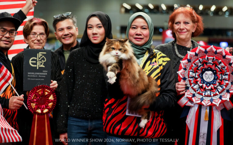 (Video) Malaysian Cat Crowned World Winner At International Cat Show ...